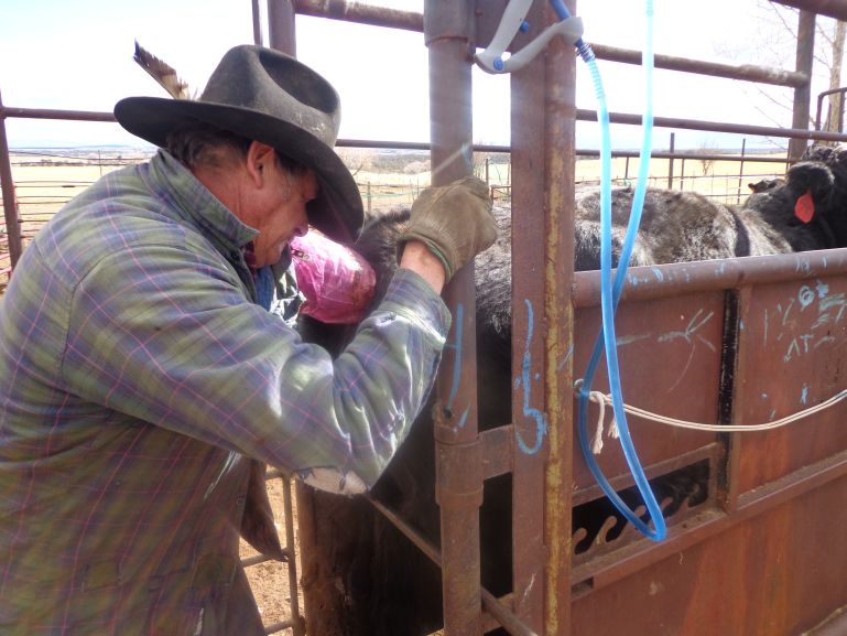 Frugal Living on the Watkins Ranch: Weaning calves and preg checking cows