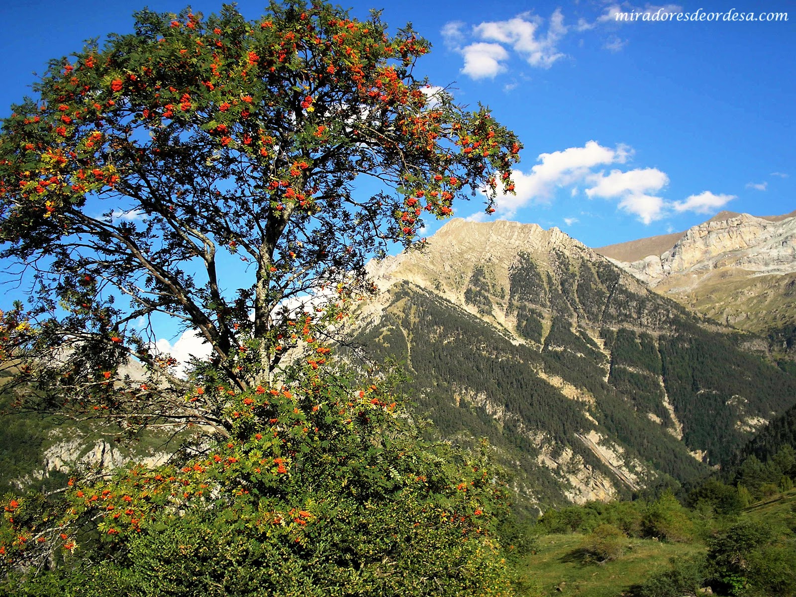 Serbal de Cazadores - Paisajes de Ordesa