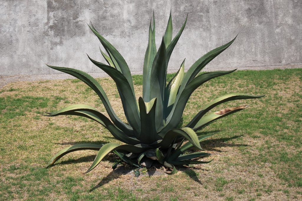 El maguey
