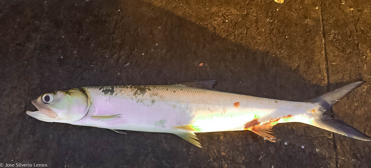 No Mar Profundo: Peixe Ubarana-focinho-de-rato