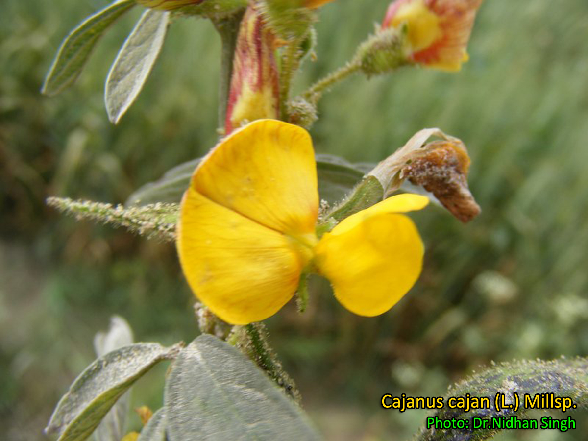 Medicinal Plants: Cajanus cajan, Pigeon Pea, ervilha de Angola, arhar ...