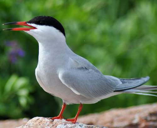 Common tern | Birds of India | Bird World