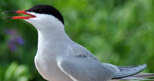 Common tern | Birds of India | Bird World