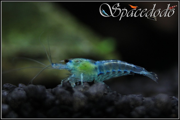 spacedodo shrimps: Neocaridina Davidi Var « Blue Jelly