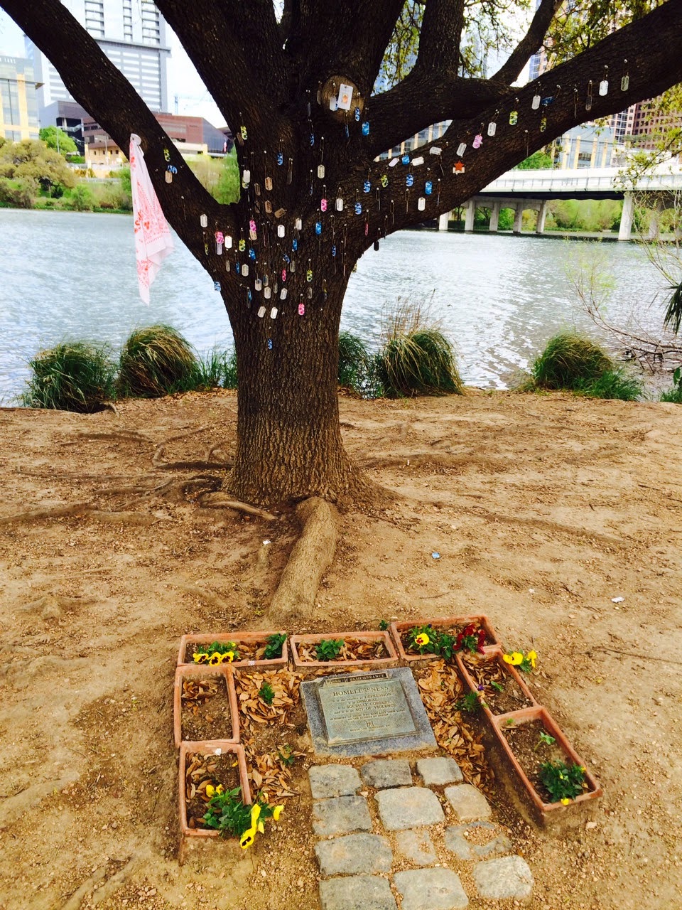 Austin, Texas Daily Photo: The homeless tree