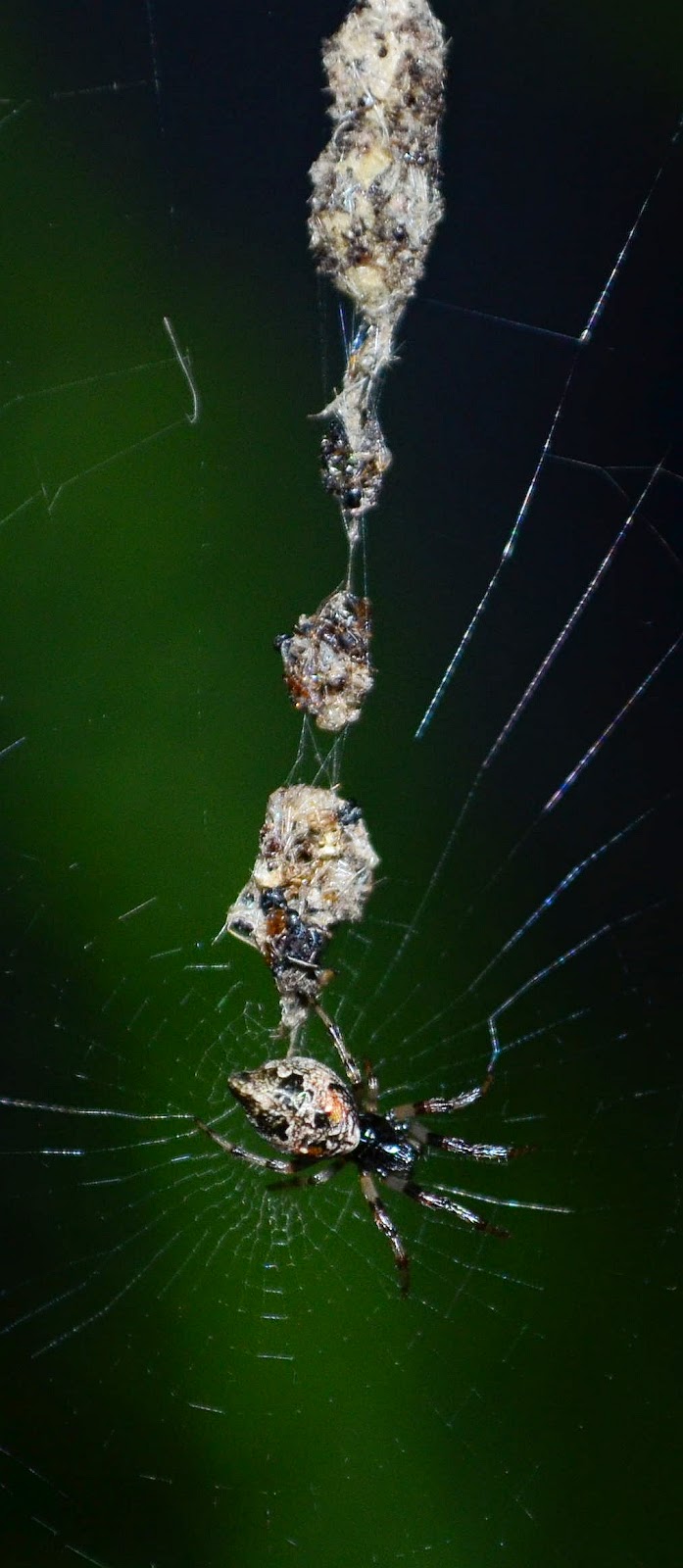 On the Subject of Nature: Some Spiders