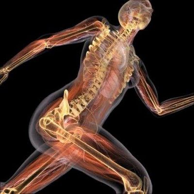 El Cuerpo Humano: Anatomía sistemática
