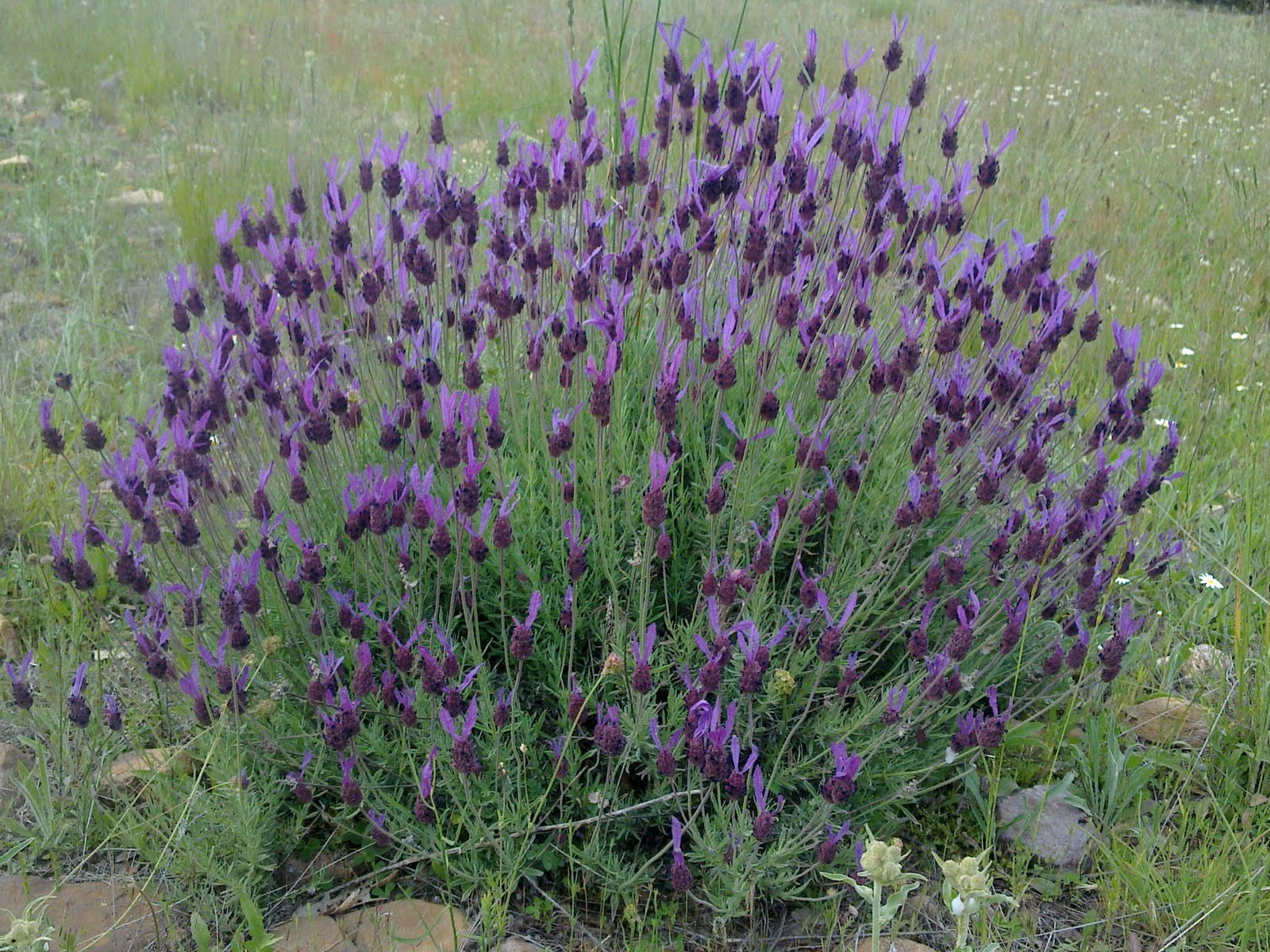 EN EL MONCAYO: Cantueso (Lavandula stoechas L. subsp. pedunculata)