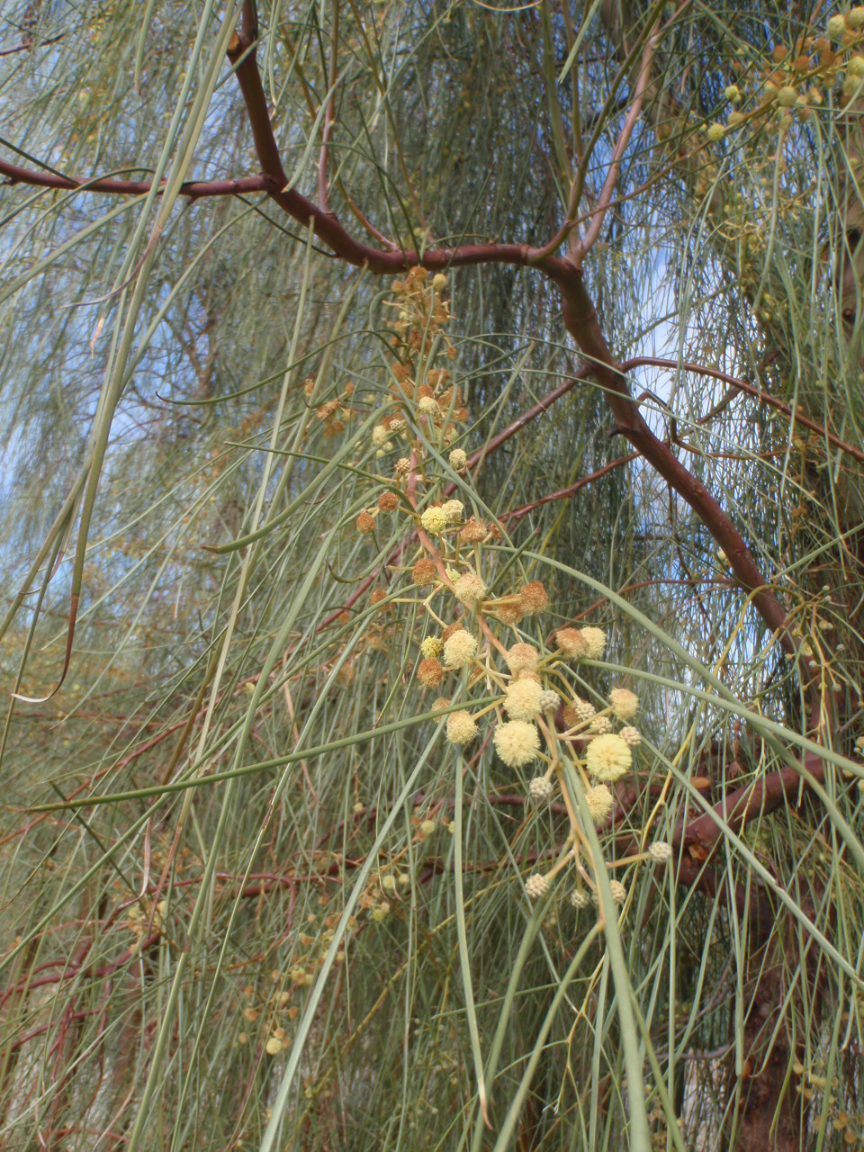 Xtremehorticulture of the Desert: What Kind of Acacia is This?