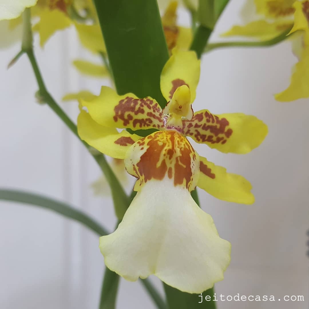 Orquídeas oncidium, popularmente chuva de ouro... - Jeito de Casa ...