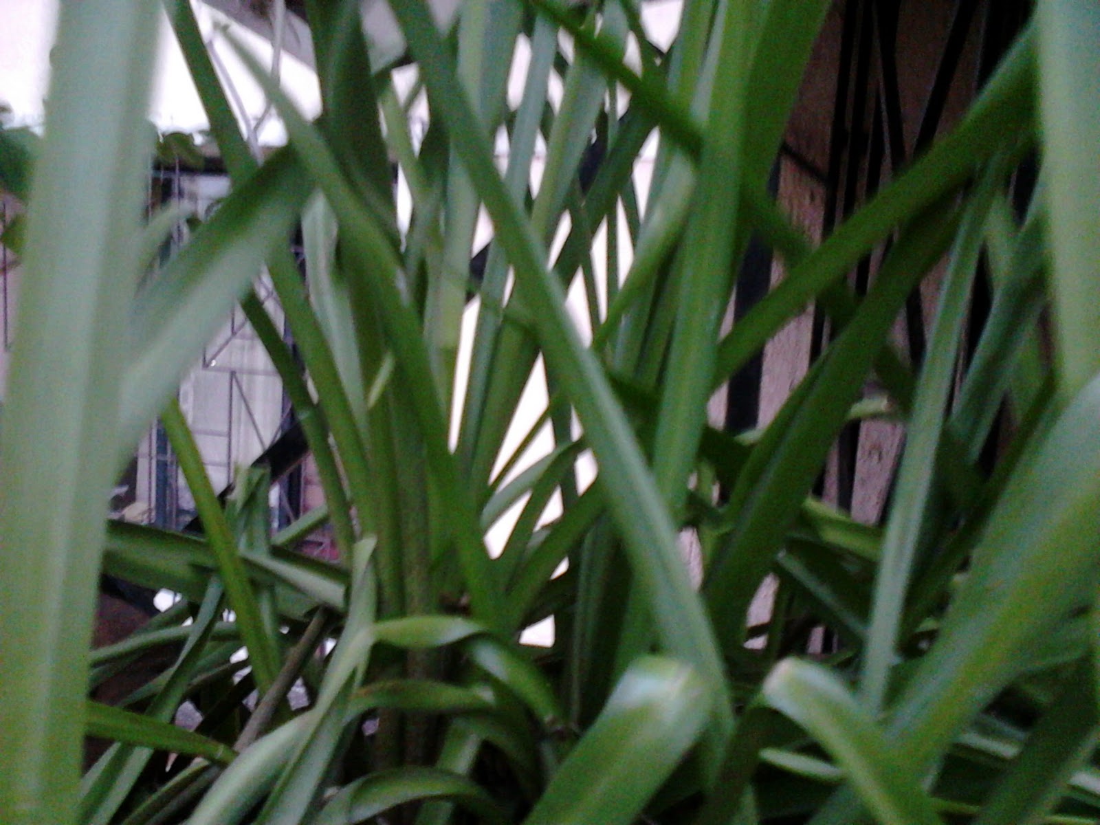 Garden Care Simplified: Care of Sick Rajni Gandha Plant and Tips for ...