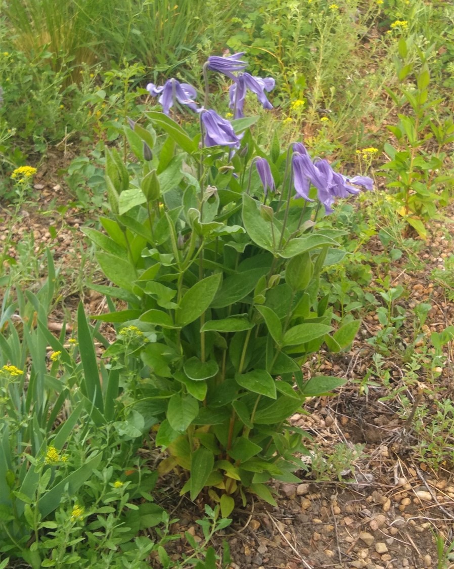 Prairiebreak: Colorado Native Plant Society tour, June 5, 2021