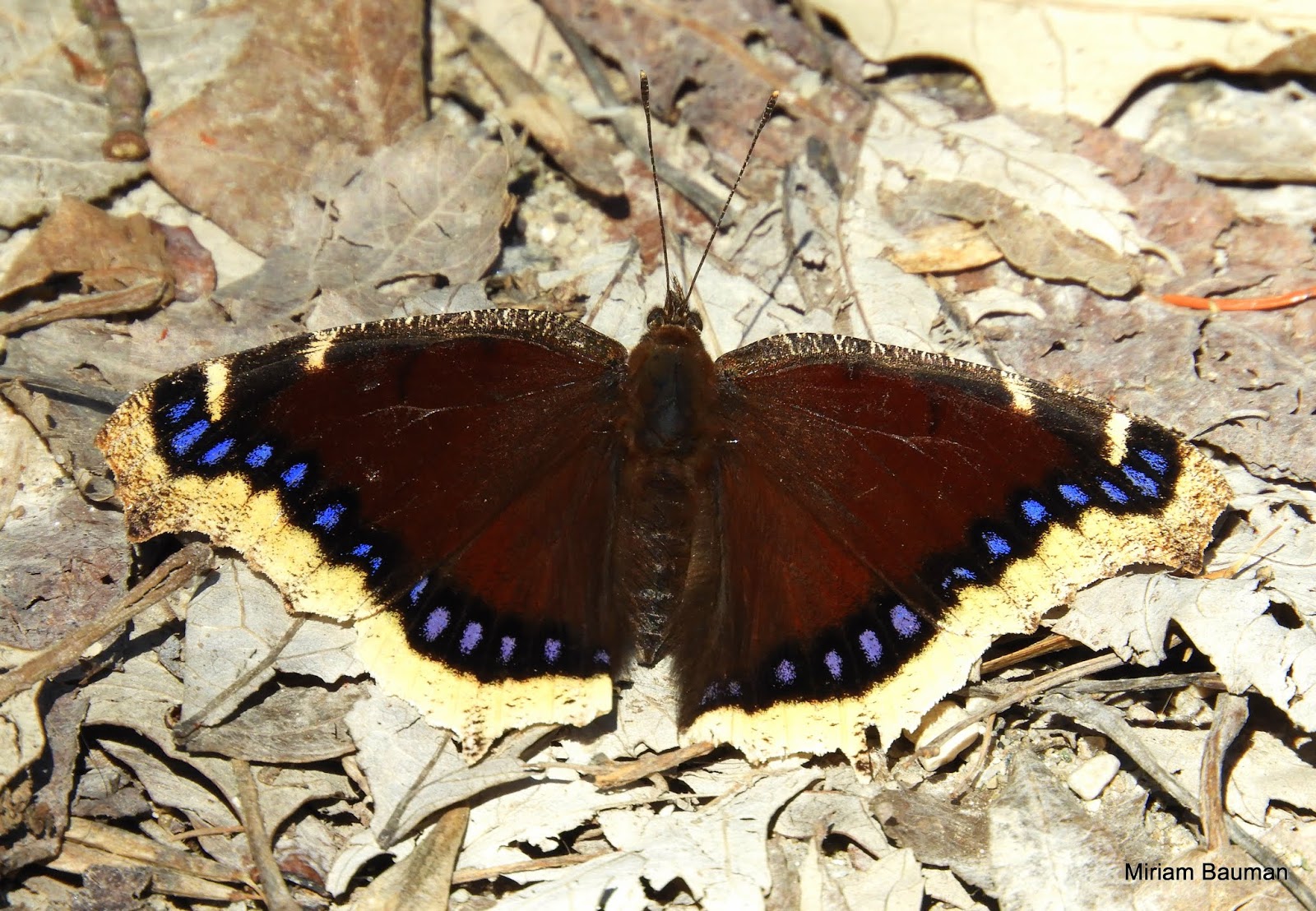 Our First Mourning Cloak of the Spring - Travels With Birds