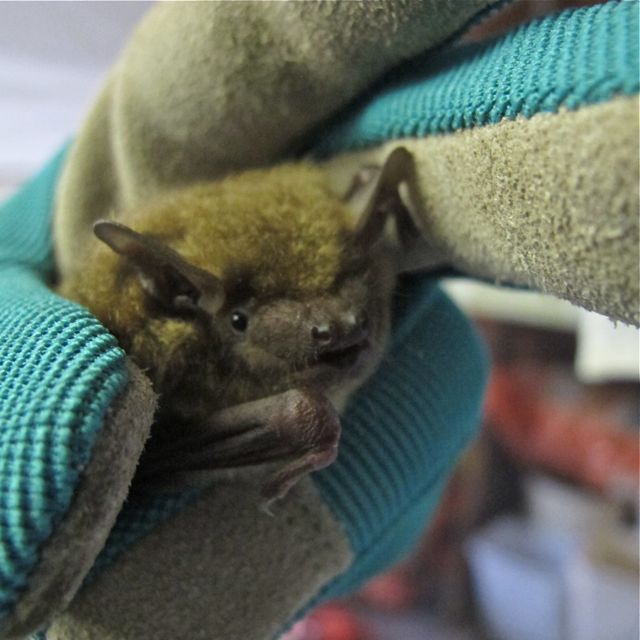 Julie Zickefoose on Blogspot: Fat Bats