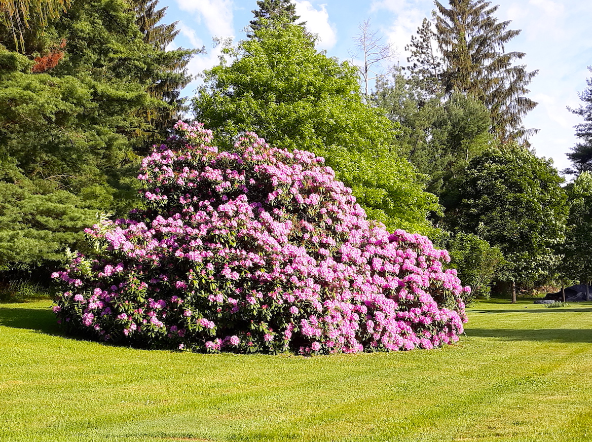 Life is Good : ): The Huge Bush