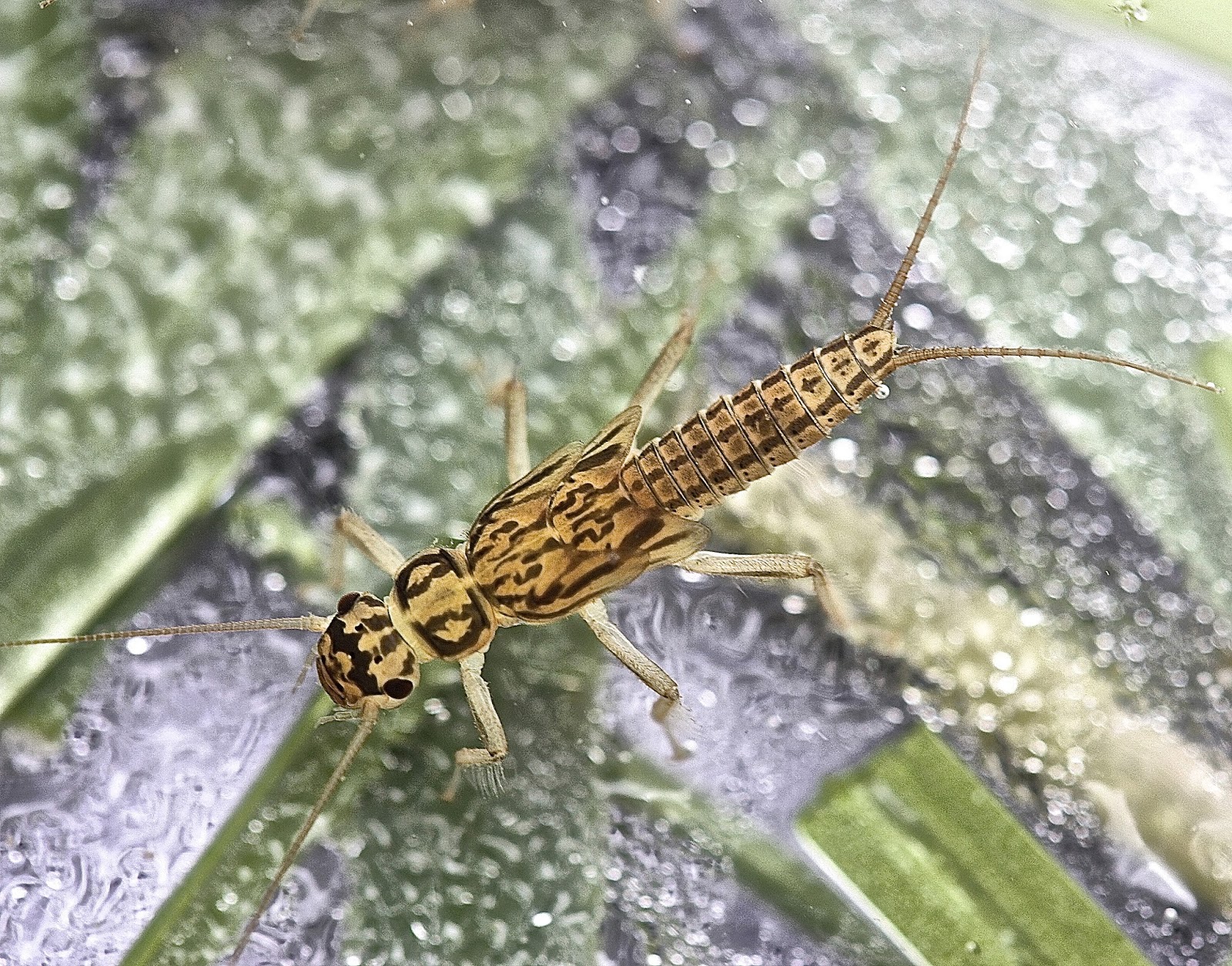 Aquatic Insects of Central Virginia: Updating the Isoperlas: a study ...