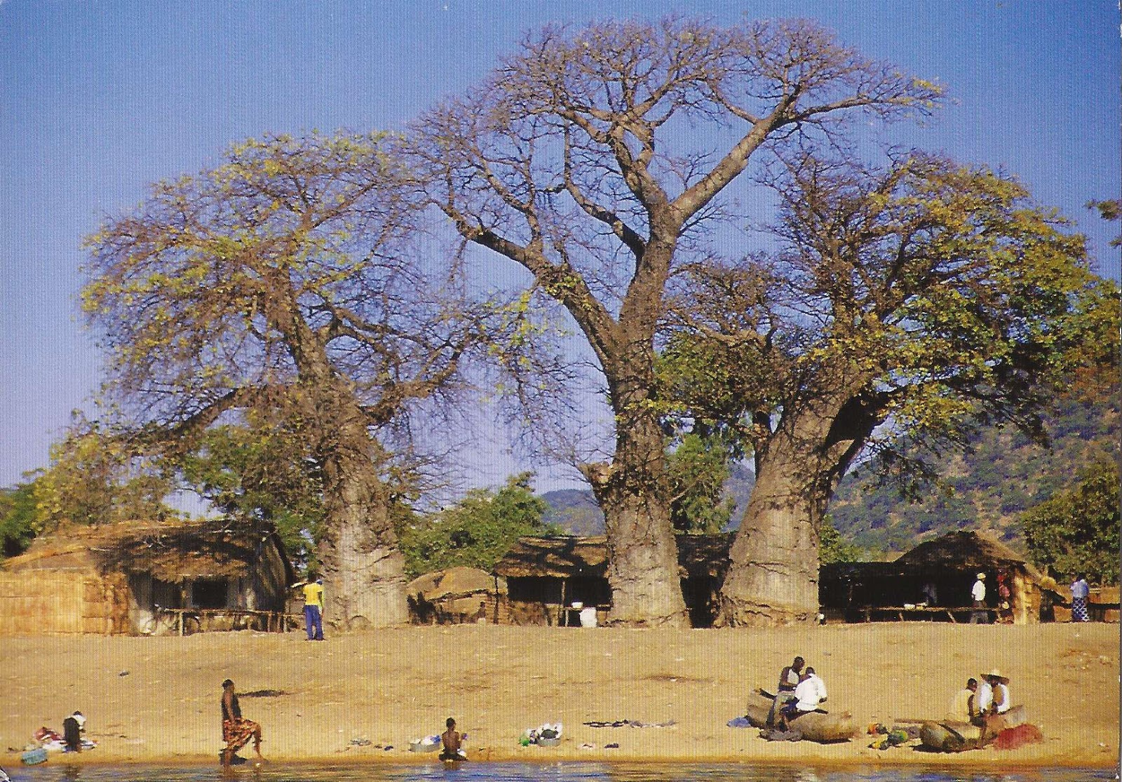 A Journey of Postcards: Baobab trees in Malawi