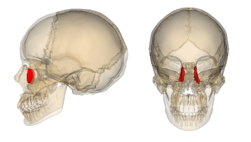 Morfofunción: Cabeza y cuello: Unguis