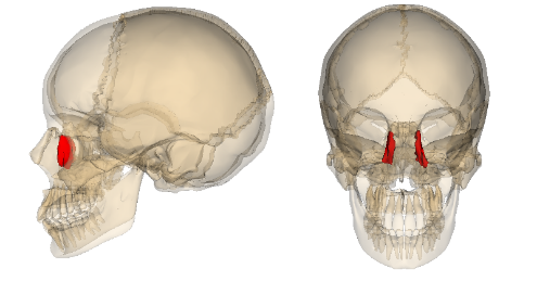 Morfofunción: Cabeza y cuello: Unguis