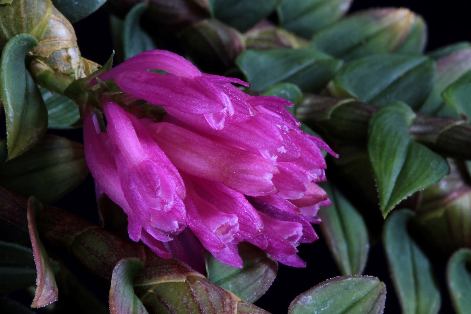 Orchids in Bloom: Dendrobium limpidum 'Ashley' CBR/AOS