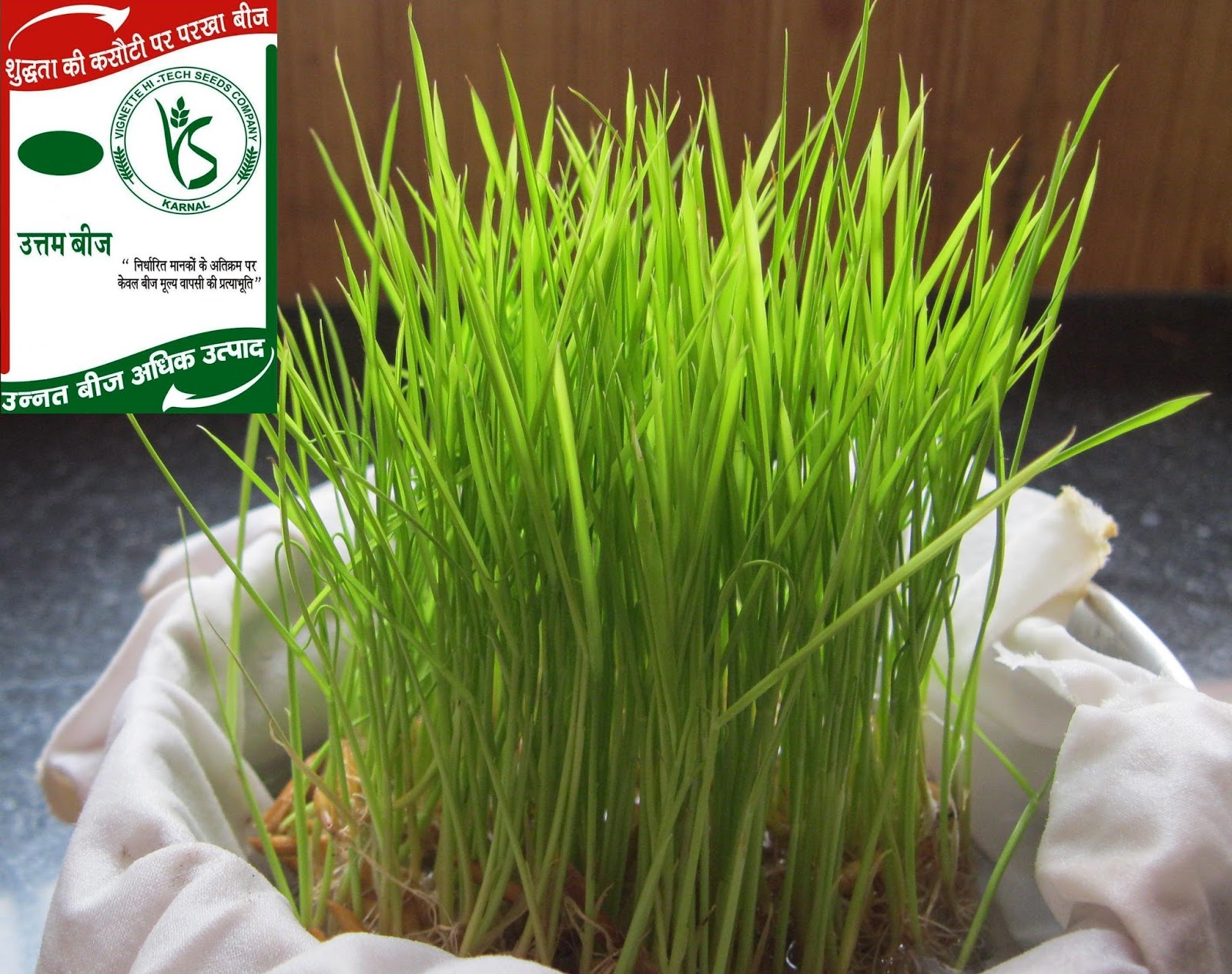 VIGNETTE HI-TECH SEED KARNAL: PADDY PUSA 1121