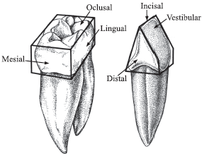 elisaviti4: ANATOMÍA DE LOS DIENTES Y SUS TEJIDOS