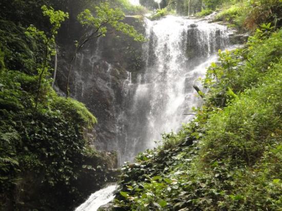 ANGOLA IN SALSA ROSA: La foresta di Mayombe. Il secondo polmone verde ...