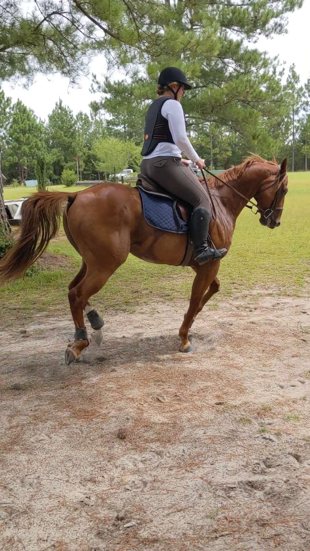 Dressage Lesson Recap