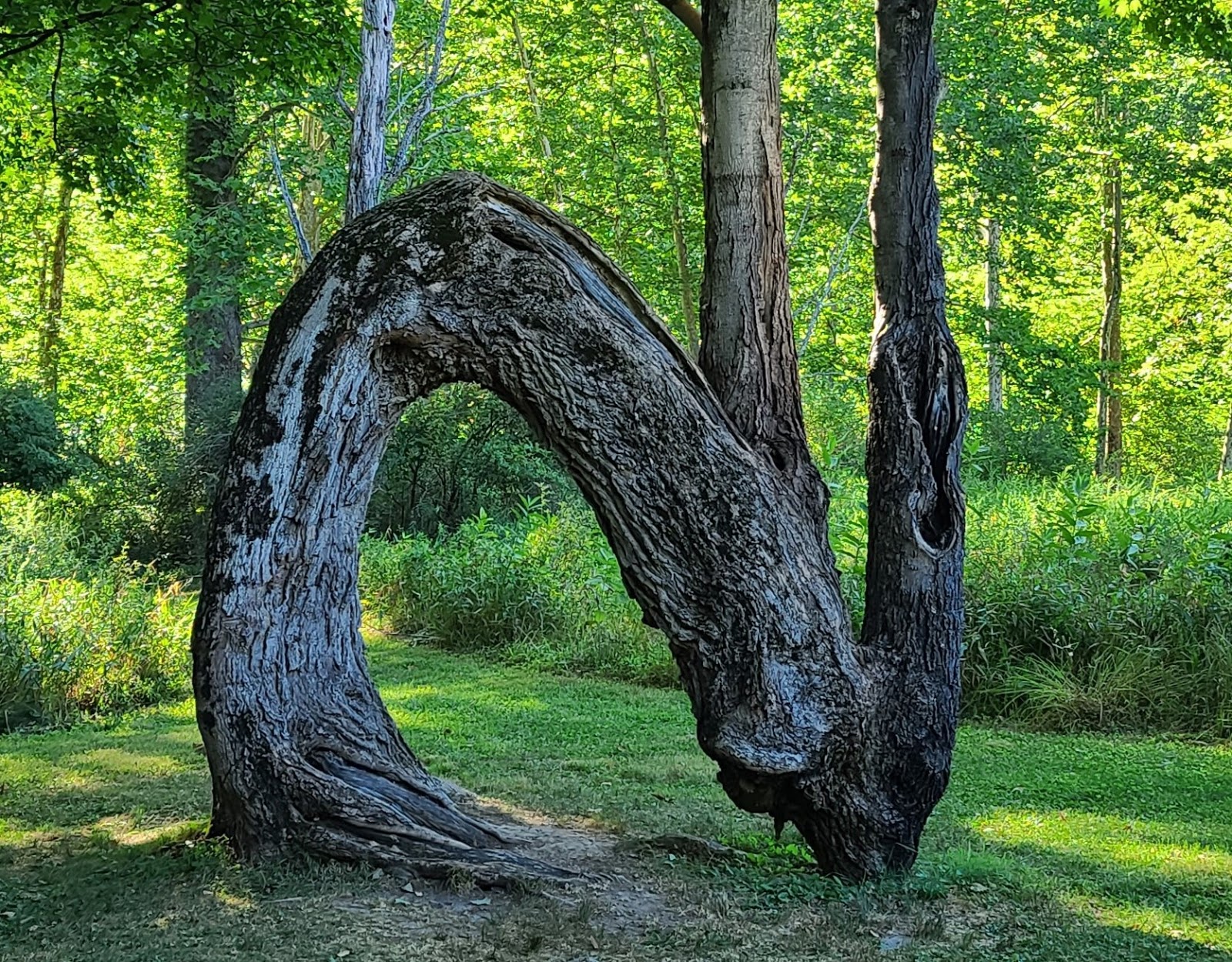 Valley Girl Views: The Arch Tree At Sinnemahoning State Park - An Old ...