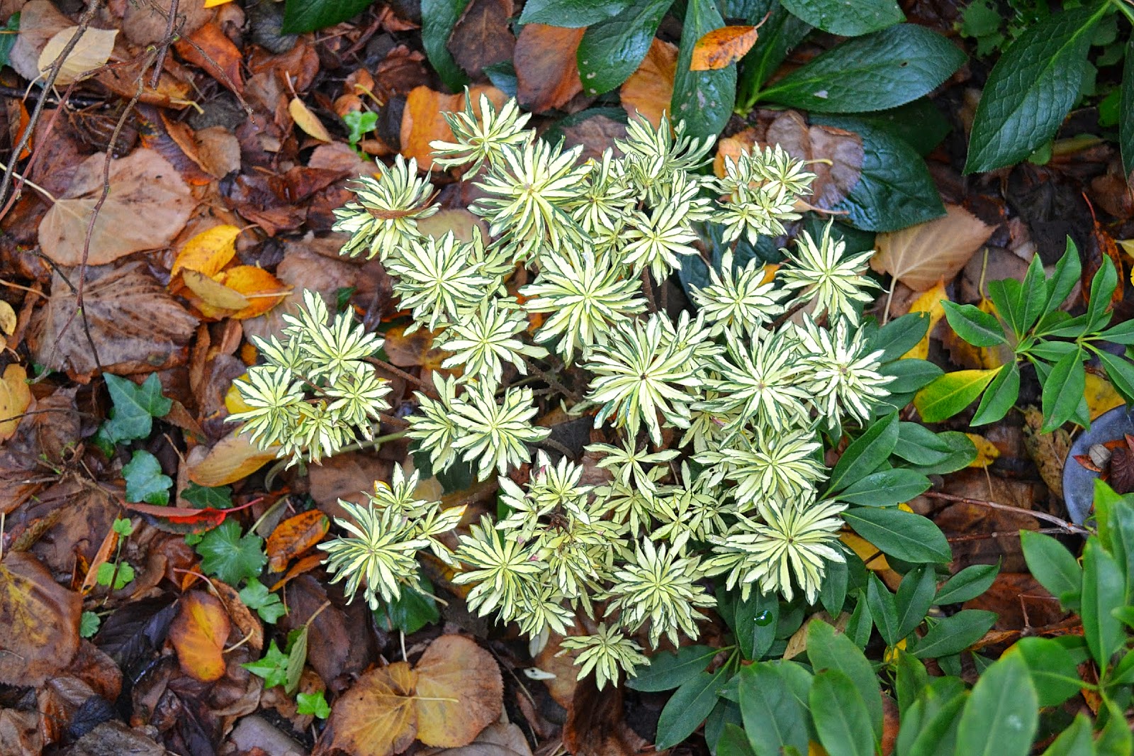 The Outlaw Gardener: Daphne x burkwoodii 'Briggs Moonlight' is My ...