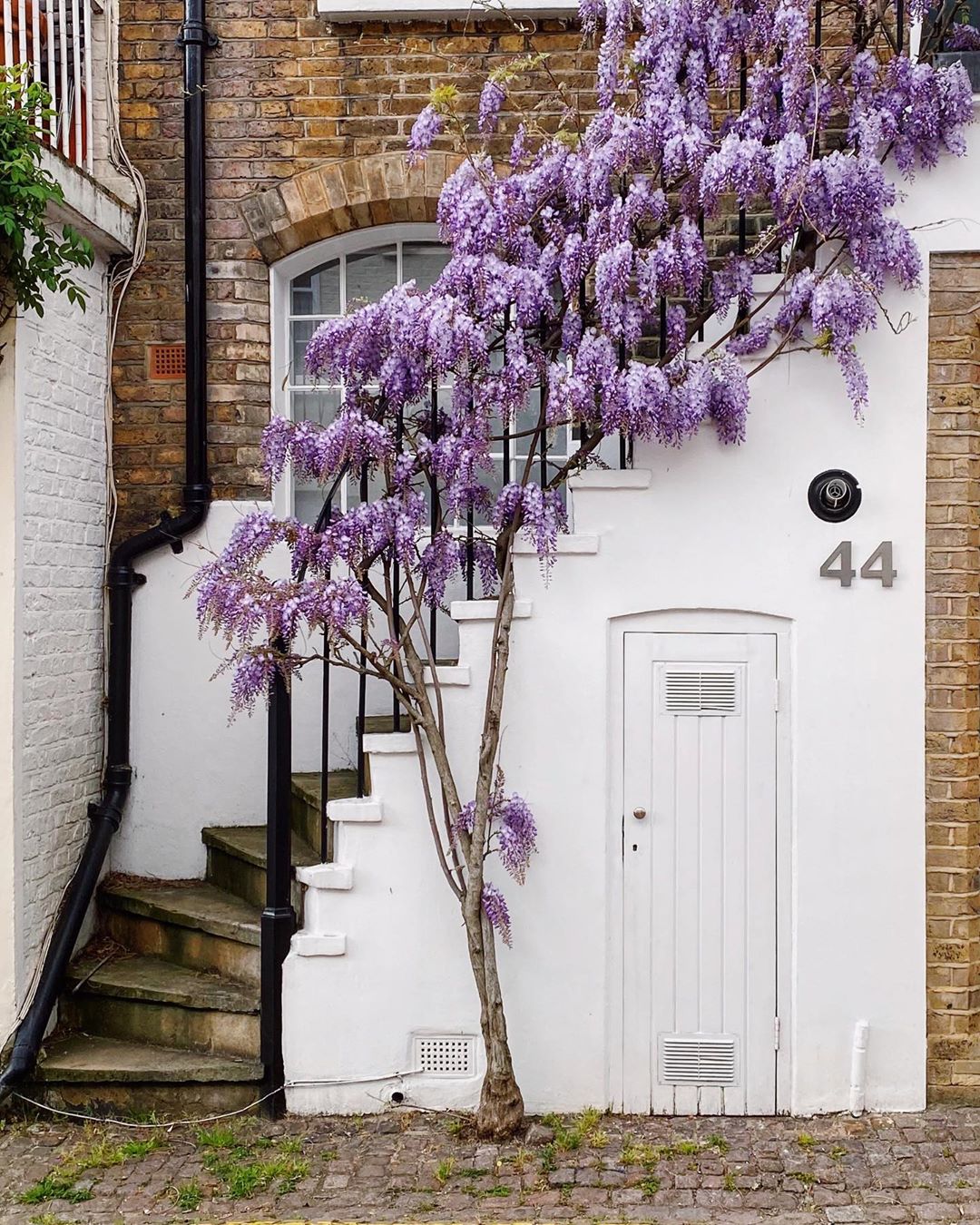 Il Glicine In Fiore {The wisteria is in bloom!} {𝐿𝒾𝒻𝑒, 𝐿𝑜𝓋𝑒, 𝐹𝓁𝑜𝓌𝑒𝓇𝓈 ...