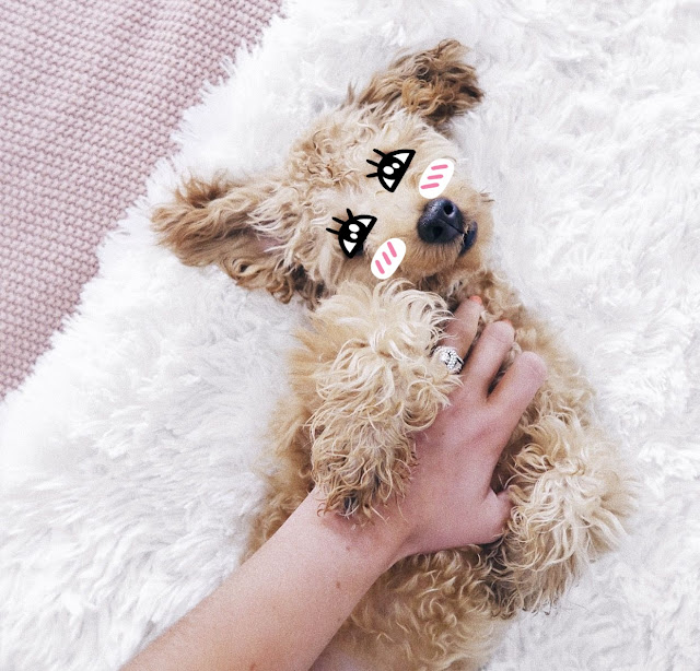 ANIMALS TIME : Dog edited time (hora del perro editado) Gallery 7