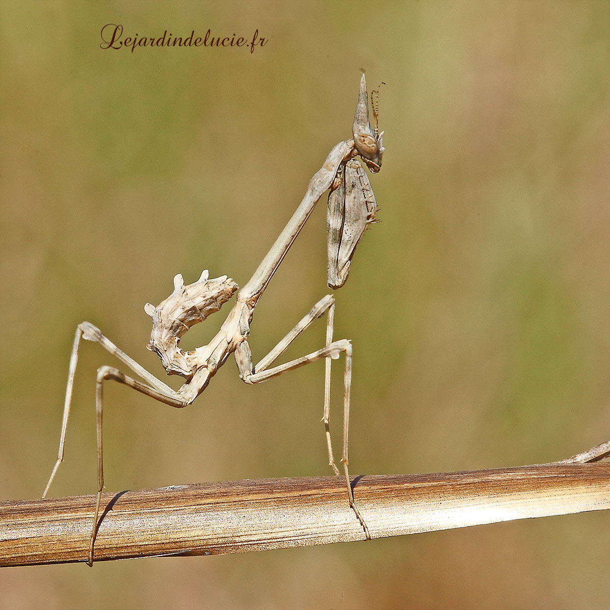 Diablotin ( larve d'Empusa pennata) de septembre!