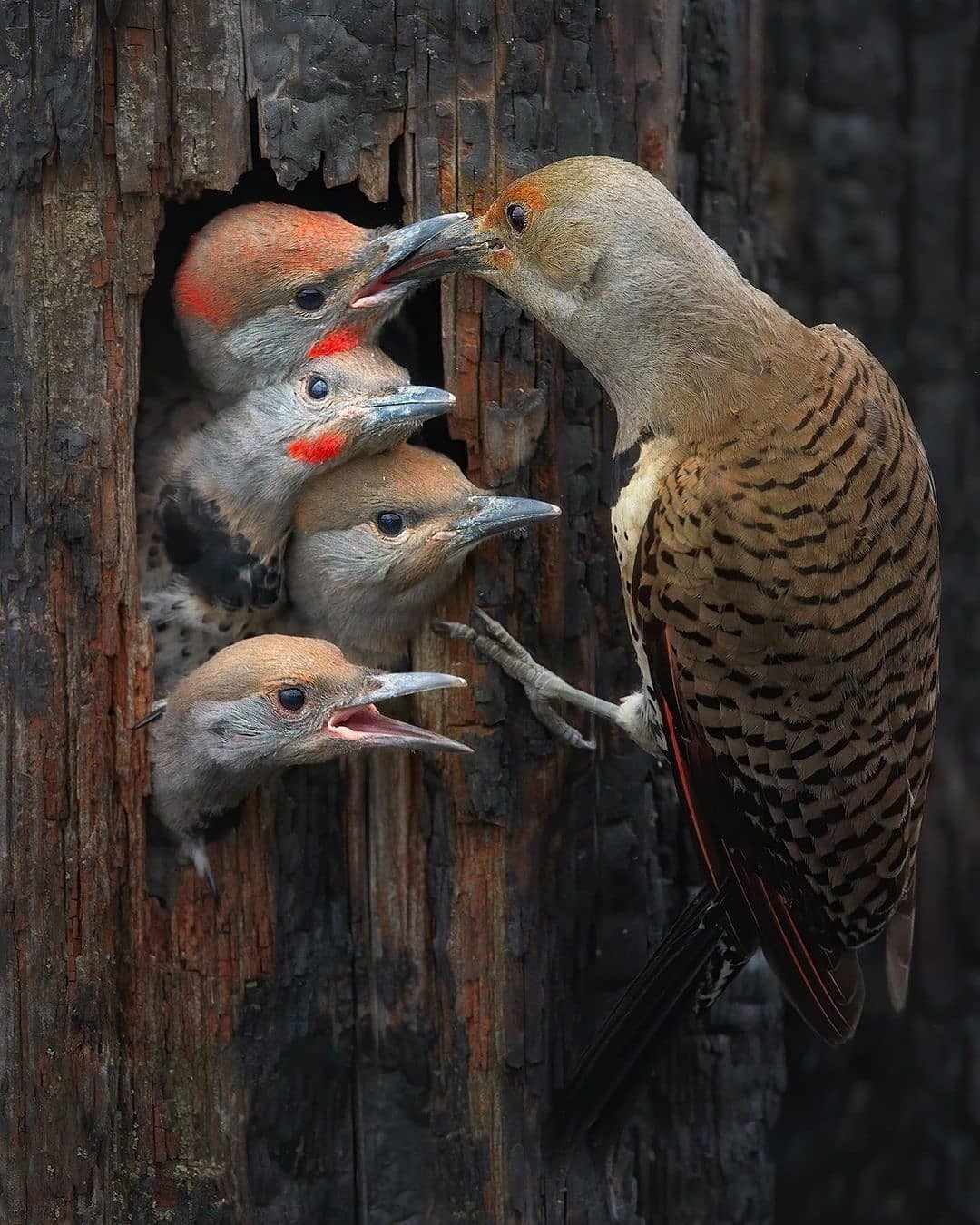 Content in a Cottage: Flicker Family ~ Beautiful Birds