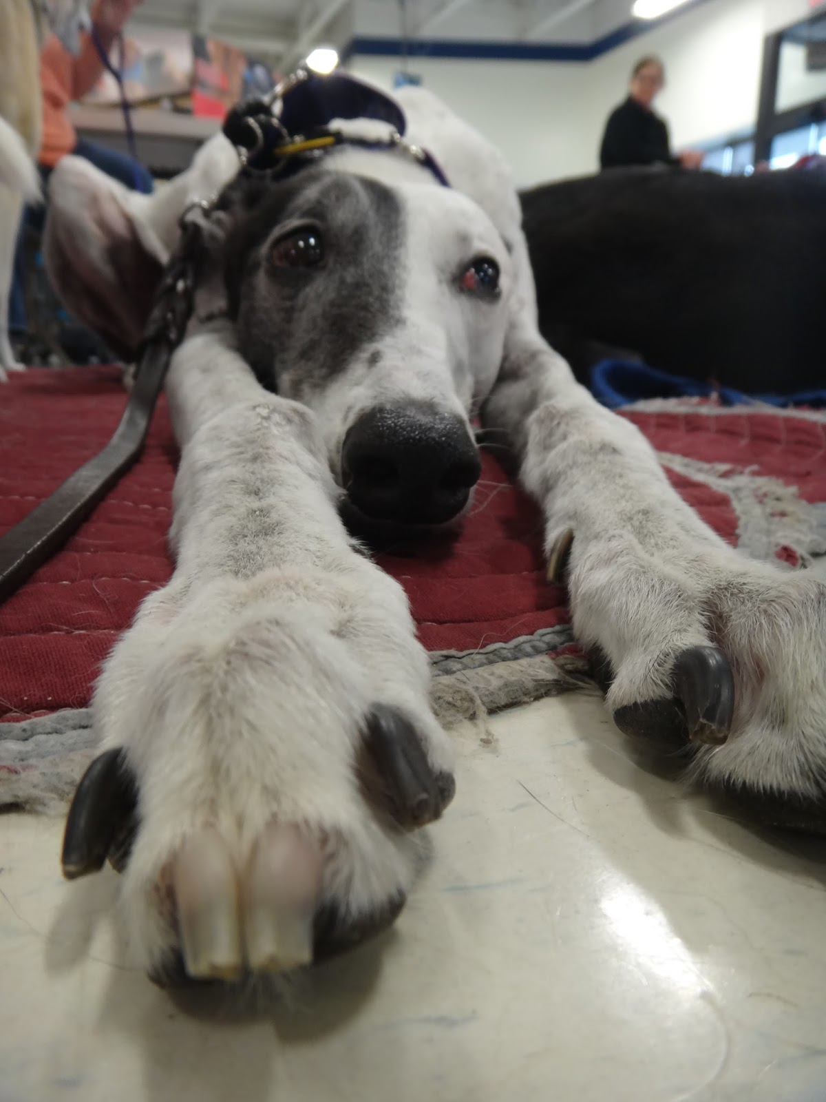 Northern Lights Greyhound Adoption Dog Blog: NLGA Photo Roundup ...