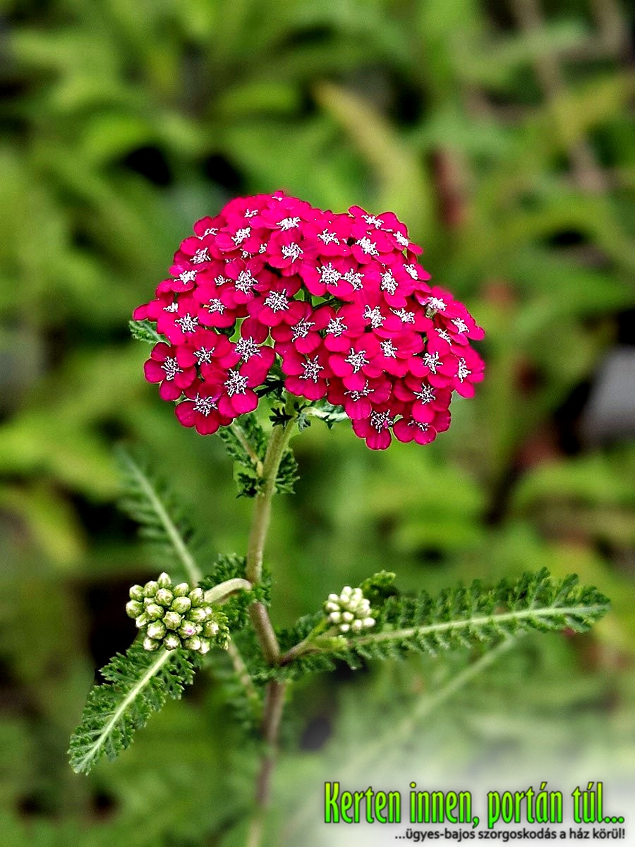 Közönséges cickafark, a csodálatos gyógynövény.