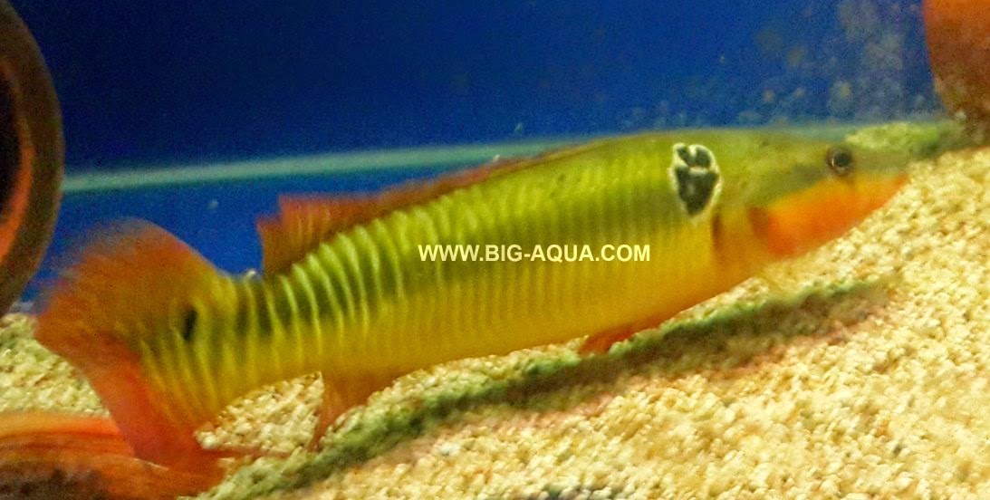 Zebrina Pike ~ Big Aqua