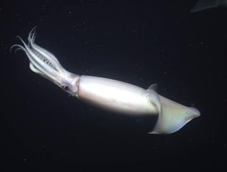 Squid ~ Aquatic Animals