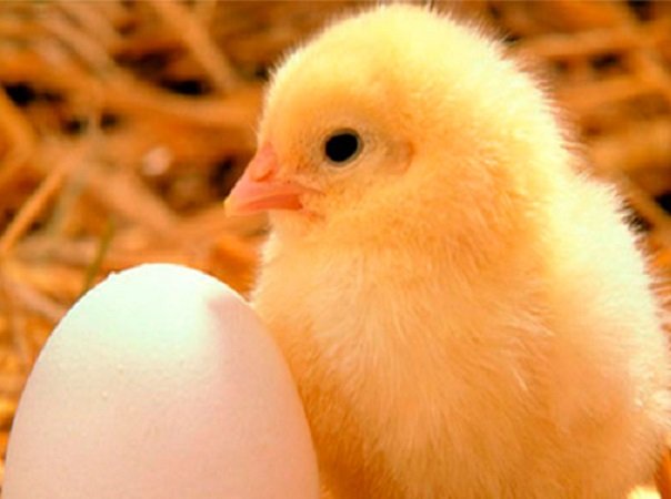 Crecimiento de un pollito.