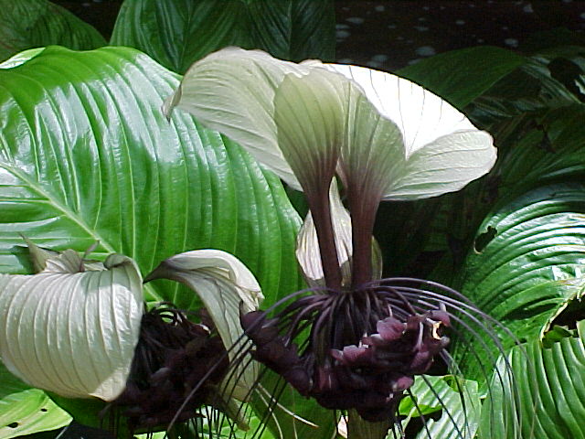 THE WHITE BAT PLANT - Tacca integrifolia |The Garden of Eaden