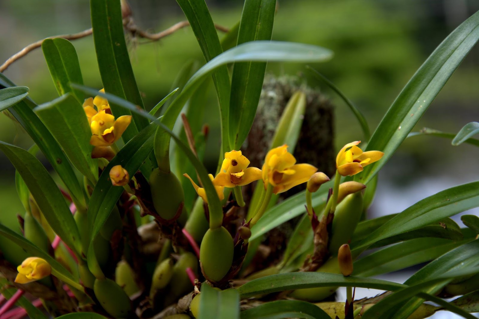 Maxillaria variabilis care and culture | Travaldo's blog