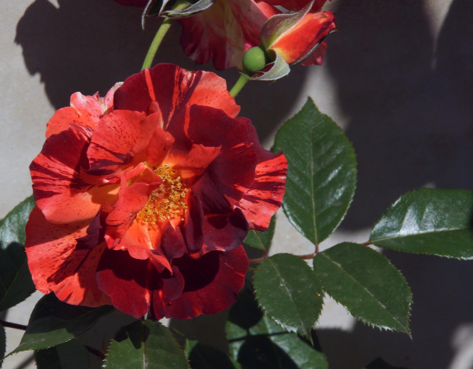 Rose 'Tropical Lightning'