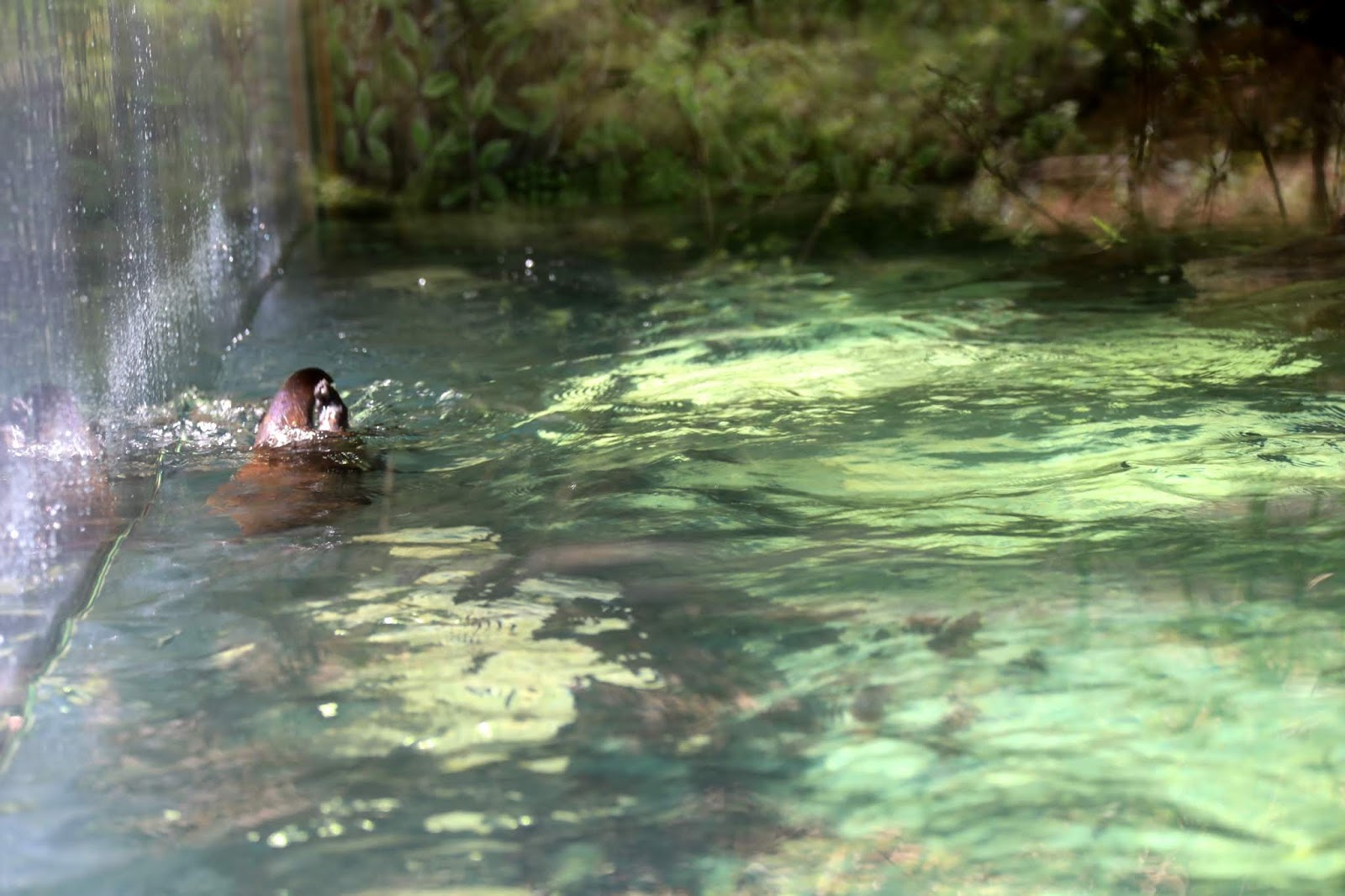 My Kampah: 4/11/19 GreenBrook Garden