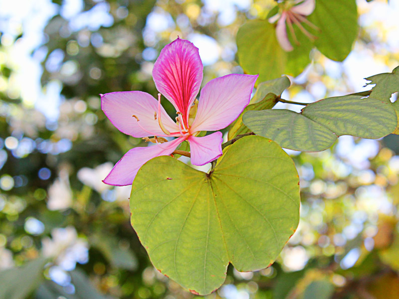 Lume & Ar: A Bauínia de Hong Kong