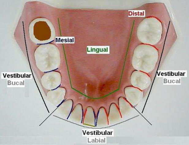 CARACTERÍSTICAS GENERALES DE LOS DIENTES: CARAS DE LOS DIENTES
