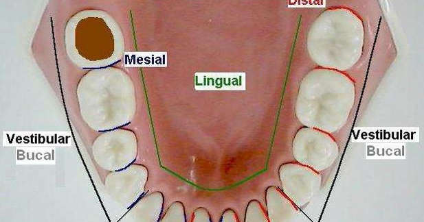 CARACTERÍSTICAS GENERALES DE LOS DIENTES: CARAS DE LOS DIENTES