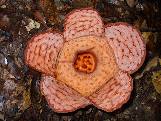 Natural Malaysia: Malaysian Flora And Fauna