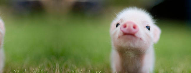 Cerditos bebé - Imagui