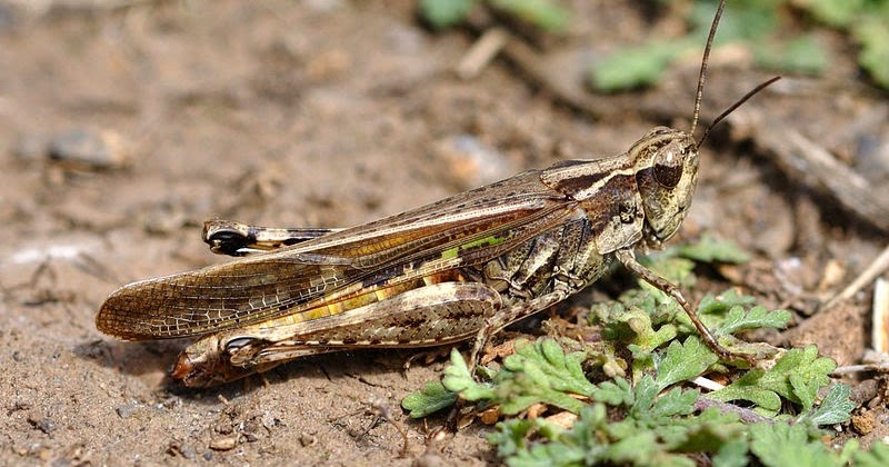 Variety of Life: Acridoidea