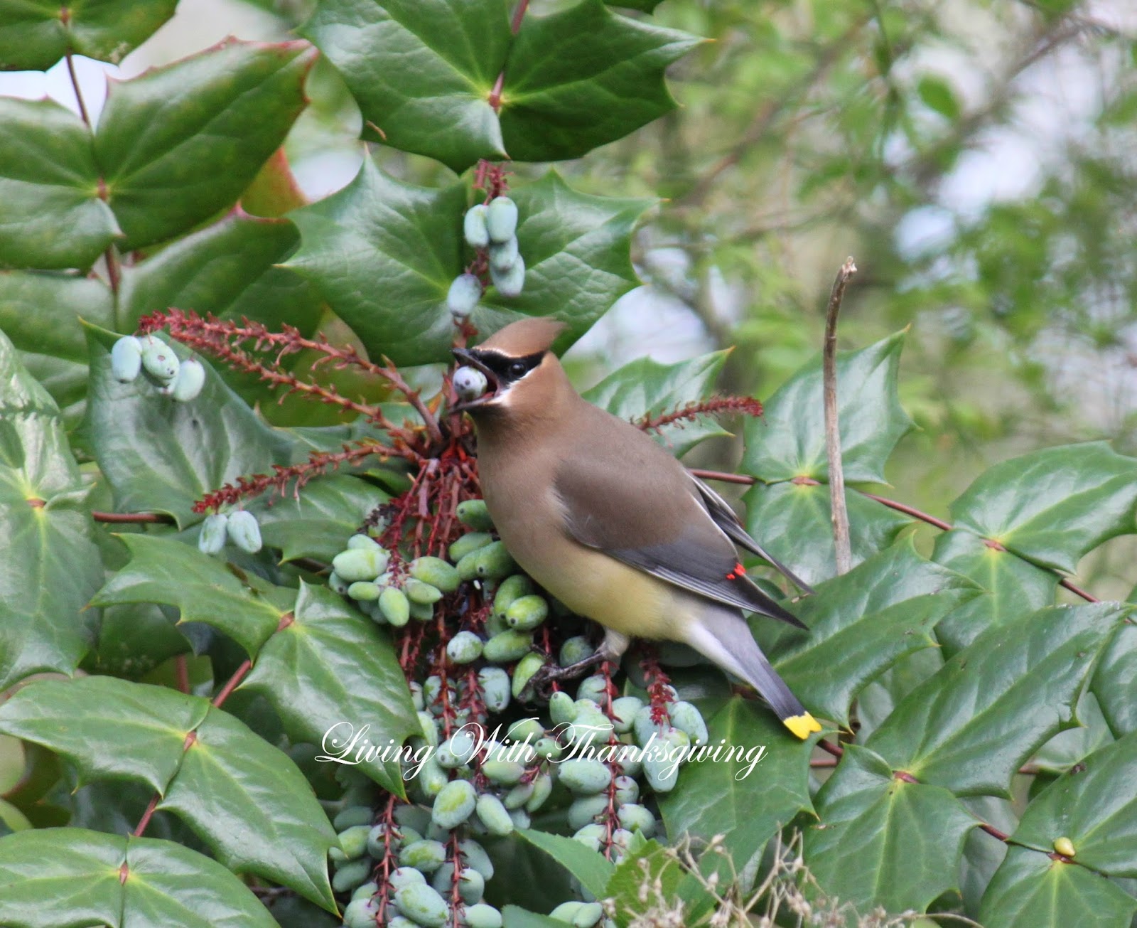 Cedar Wax Wings Living With Thanksgiving